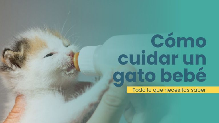 Bienestar Felino - Cómo cuidar un gato bebé