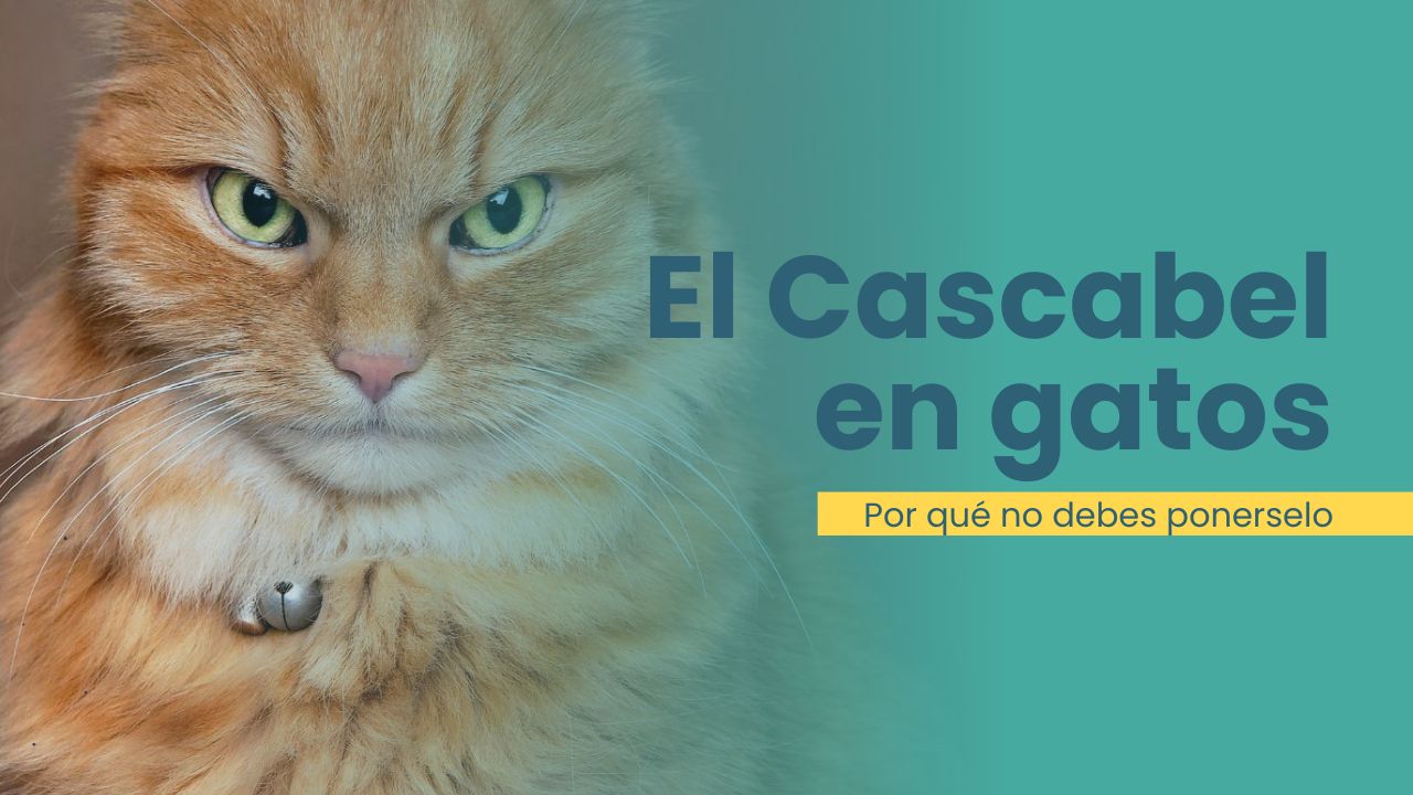 Bienestar Felino - Por qué no debes ponerle un cascabel a tu gato.