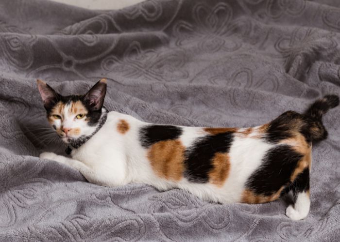 Bienestar Felino - Etología, Comportamiento, Conducta y Bienestar Gatos