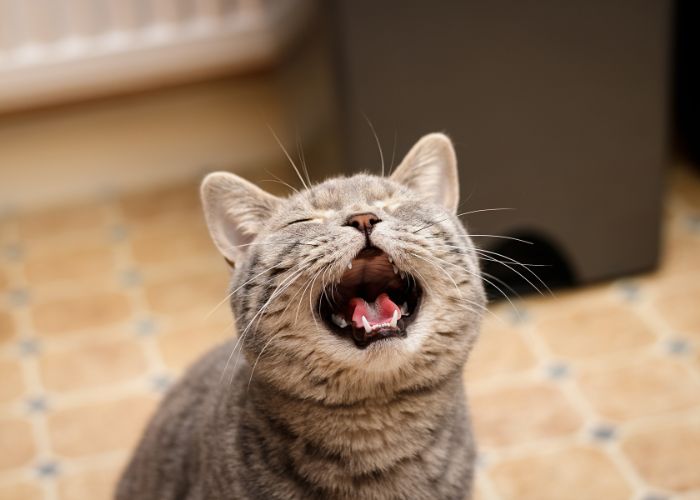 Bienestar Felino - Etología, Comportamiento, Conducta y Bienestar Gatos