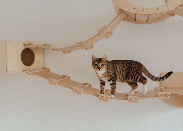 Ideas de juegos para tu gato en casa 🐱 - Bienestar Felino