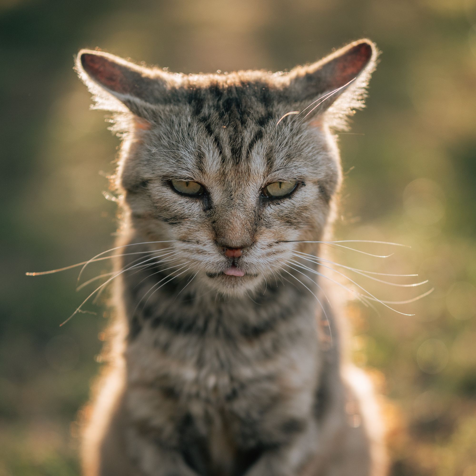 El Lenguaje Corporal de los Gatos | Bienestar Felino 🐾