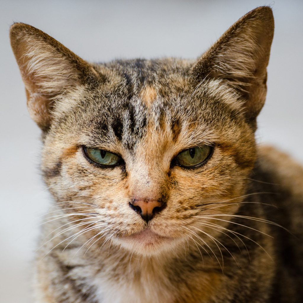 La importancia de los bigotes para los gatos | Bienestar Felino